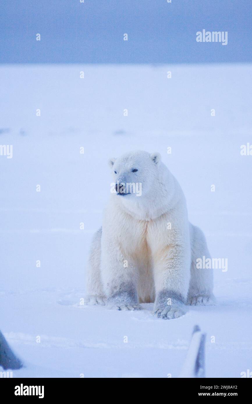 polar bear, Ursus maritimus Boar in a bone yard neck thicker then head ...