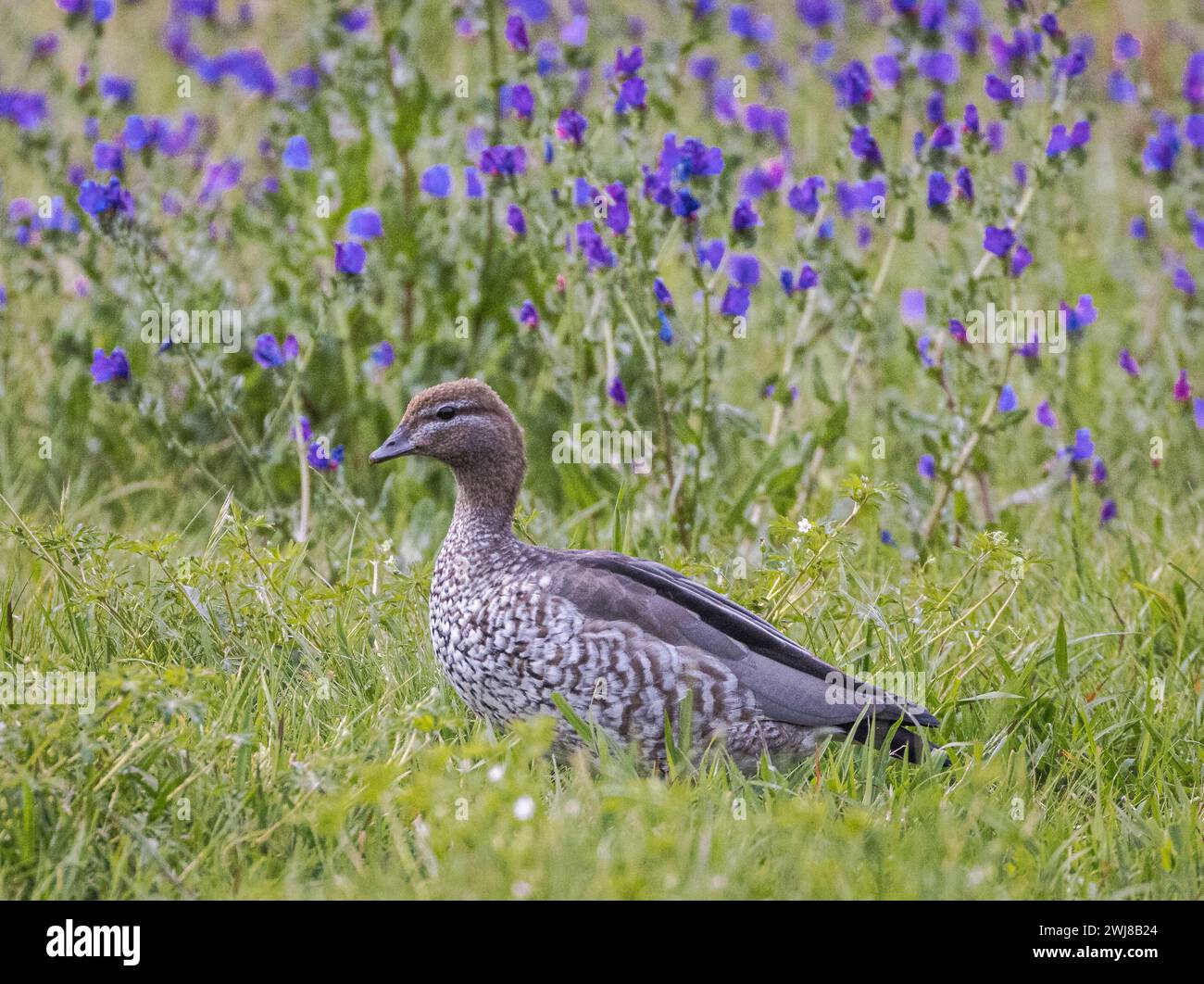 Maned geese australia hi-res stock photography and images - Alamy