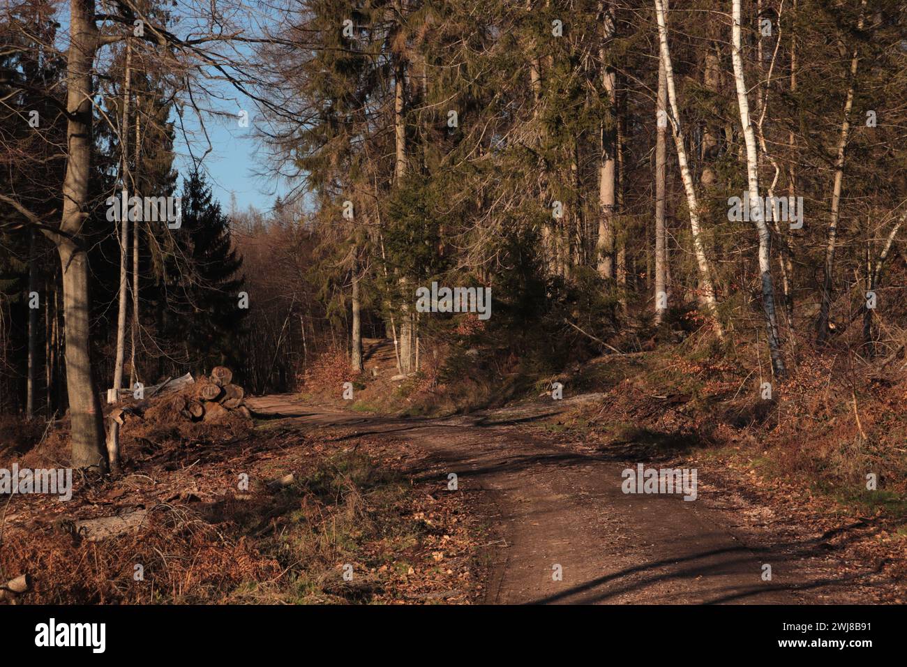 Wald foret hi-res stock photography and images - Alamy
