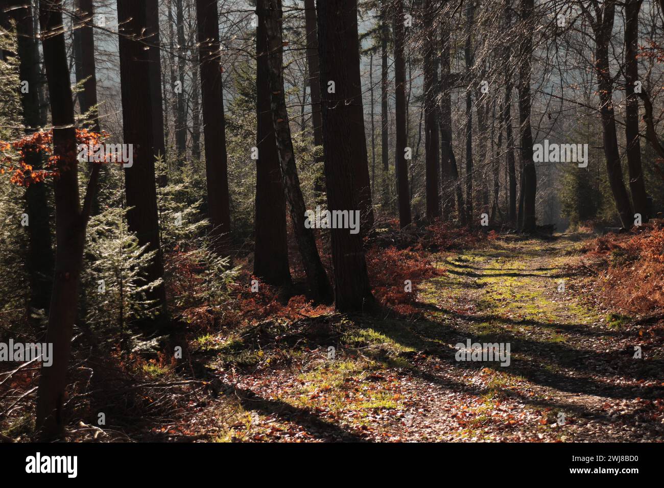Wald foret hi-res stock photography and images - Alamy