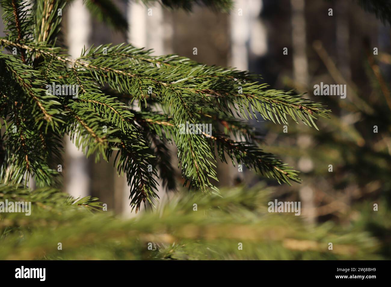 Wiese nadelwald hi-res stock photography and images - Alamy