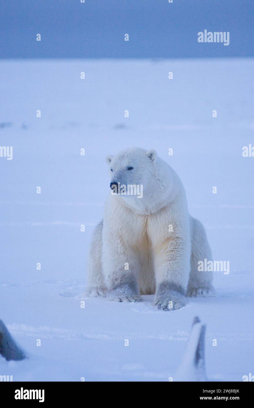 Male polar bear neck hi-res stock photography and images - Alamy