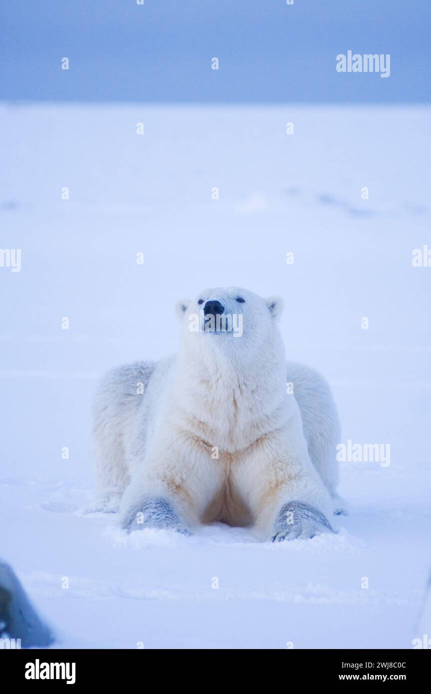 Male polar bear neck hi-res stock photography and images - Alamy