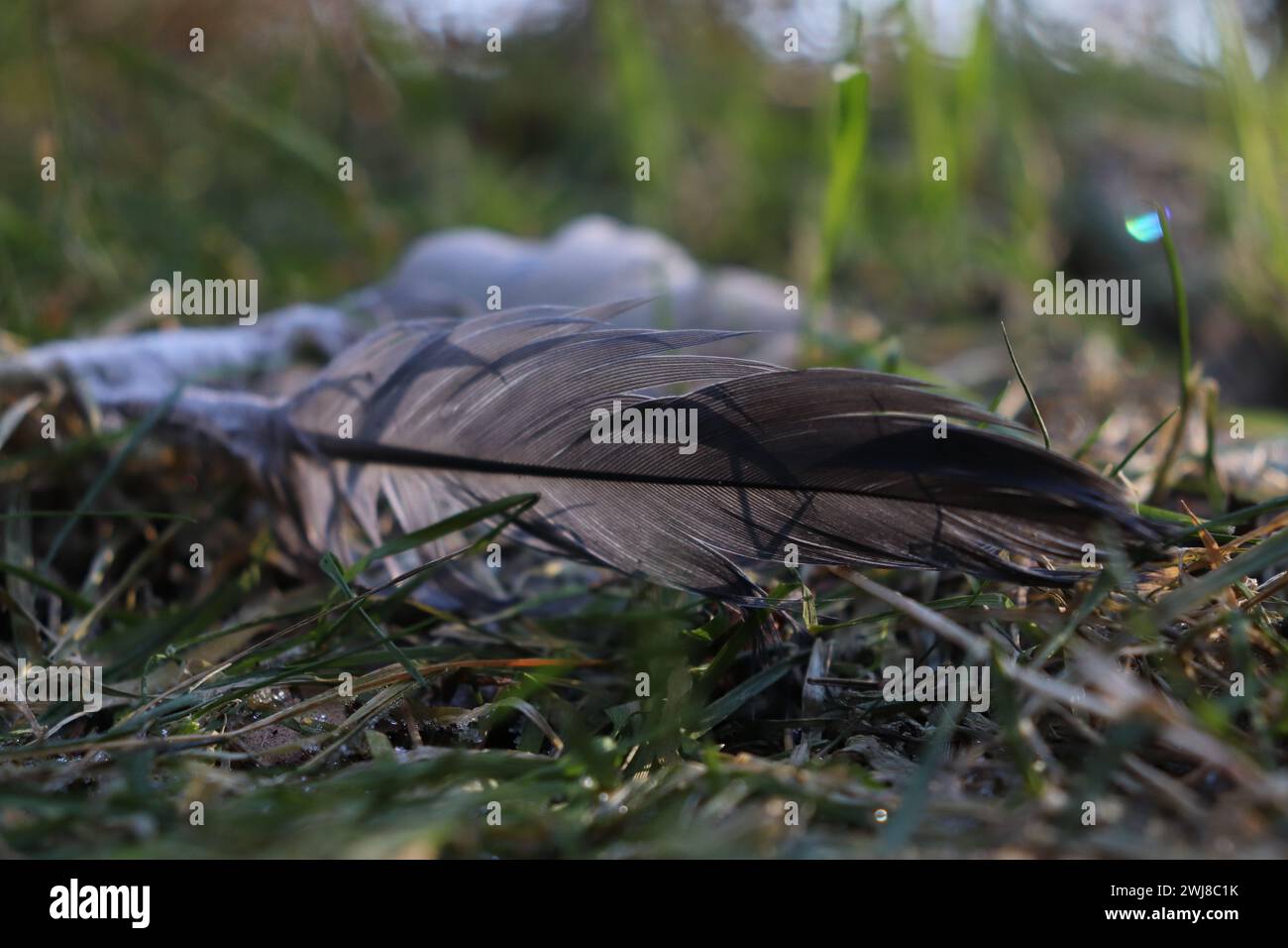 Federwissen hi-res stock photography and images - Alamy