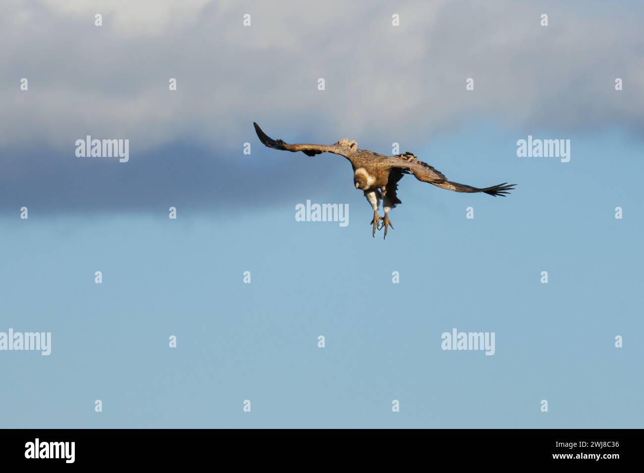 Gyps fulvus in landing position with cloud background on a day of ...