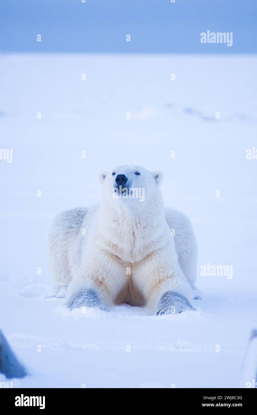 polar bear, Ursus maritimus Boar in a bone yard neck thicker then head ...