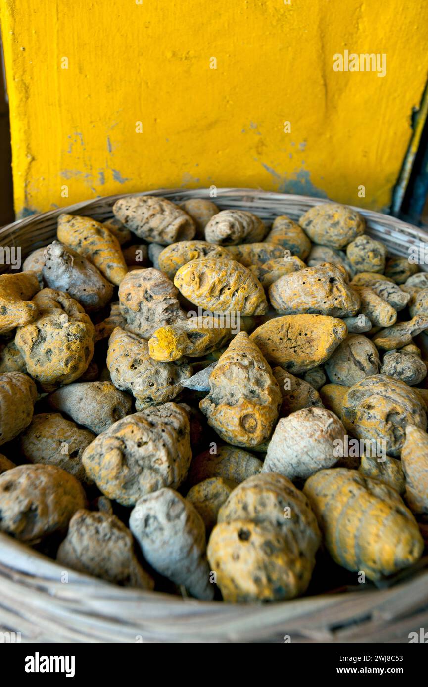 Turmeric rhizomes, Fort Cochin, Kerala, India Stock Photo - Alamy