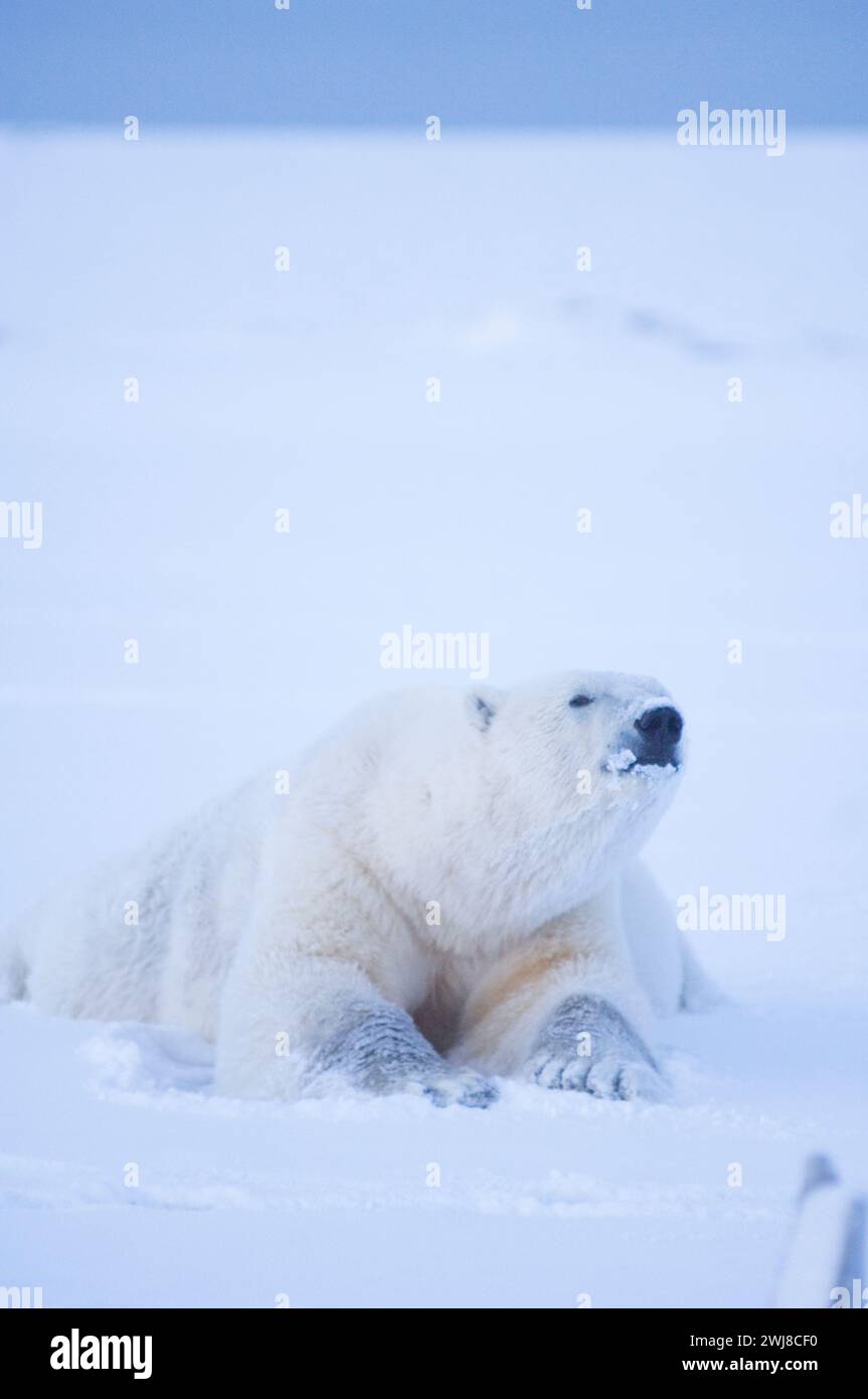 polar bear, Ursus maritimus Boar in a bone yard neck thicker then head ...