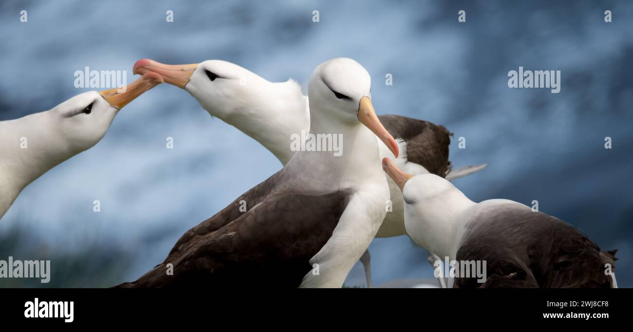 black-browed albatross engaged in courtship behavior during mating ...