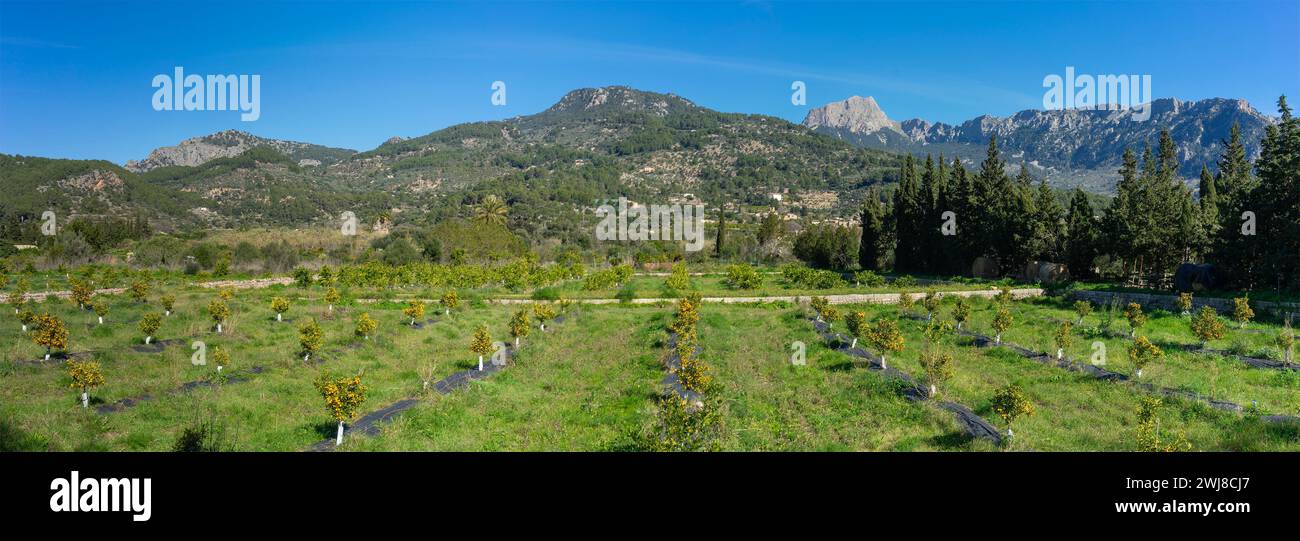 Verdant Orange Orchard Rows with Majestic Serra de Tramuntana in Stock ...