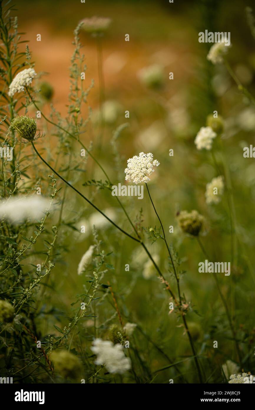 White lace flower (Orlaya grandiflora ) flowers. Apiaceae evergreen ...