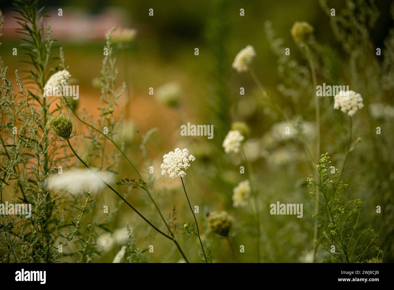 White lace flower (Orlaya grandiflora ) flowers. Apiaceae evergreen ...