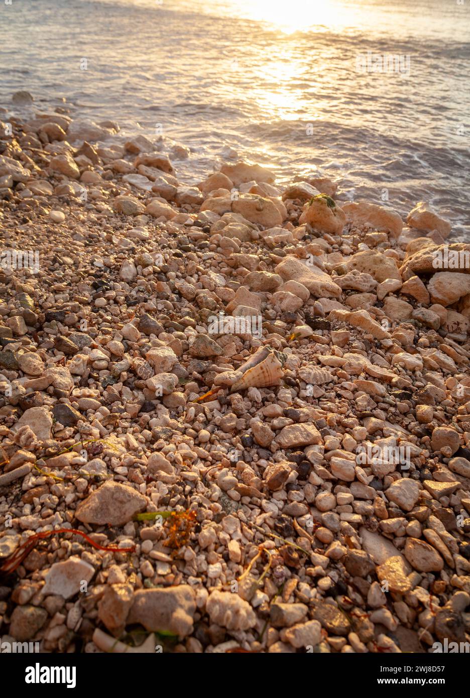 Hunting sea shells hi-res stock photography and images - Alamy