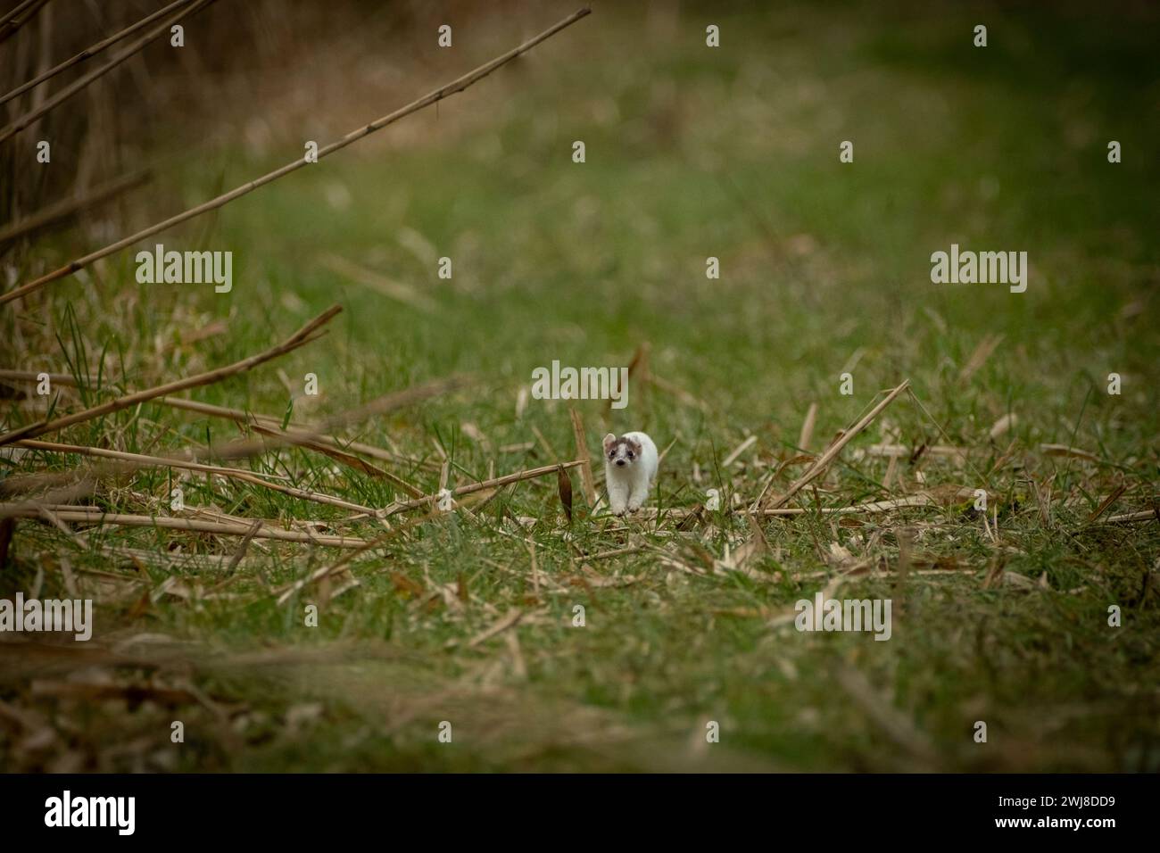 Stoat in winter (ermine) photographed in Lincolnshire countryside Stock ...