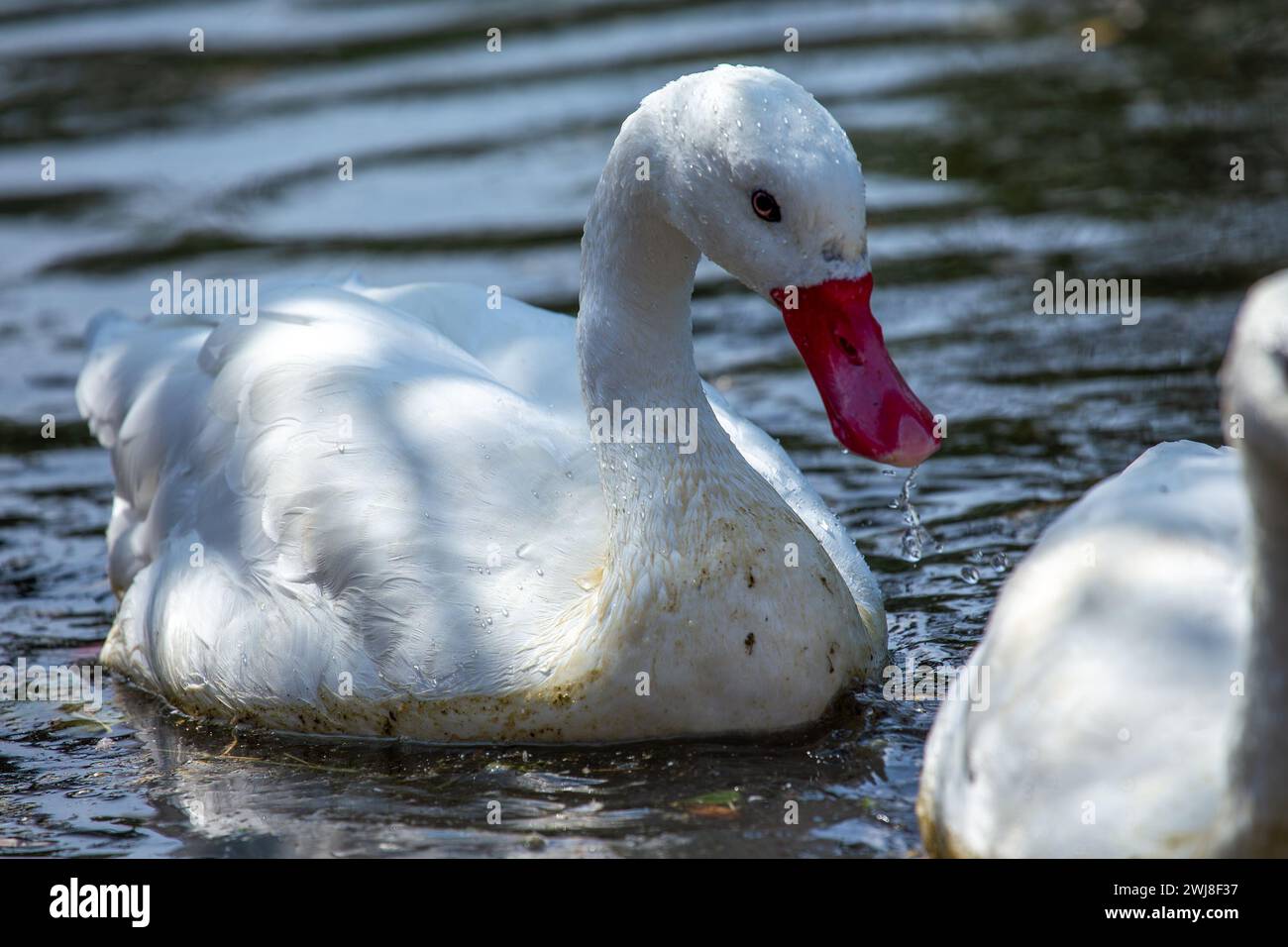 The Coscoroba Swan (Coscoroba coscoroba) is a graceful waterfowl native ...