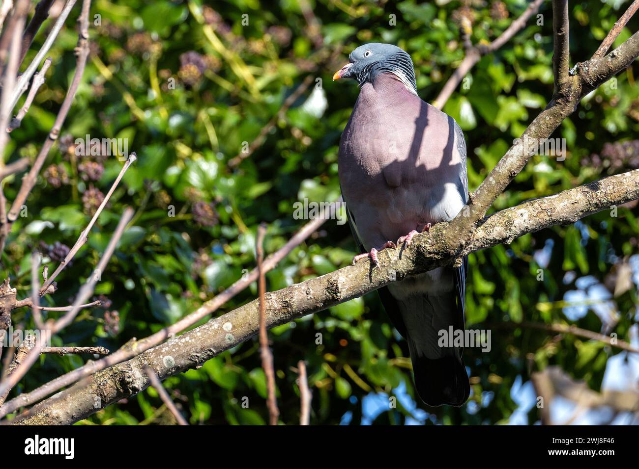 The Common Wood Pigeon (Columba palumbus) is a widespread bird species ...