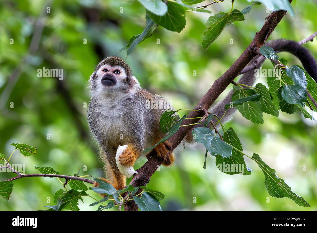 Agile movements hi-res stock photography and images - Alamy