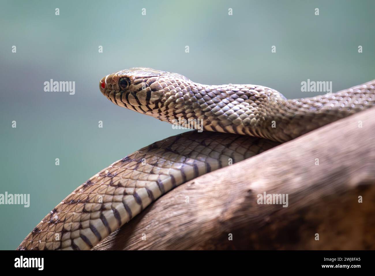 The Common Rat Snake (Pantherophis alleghaniensis) is a nonvenomous ...
