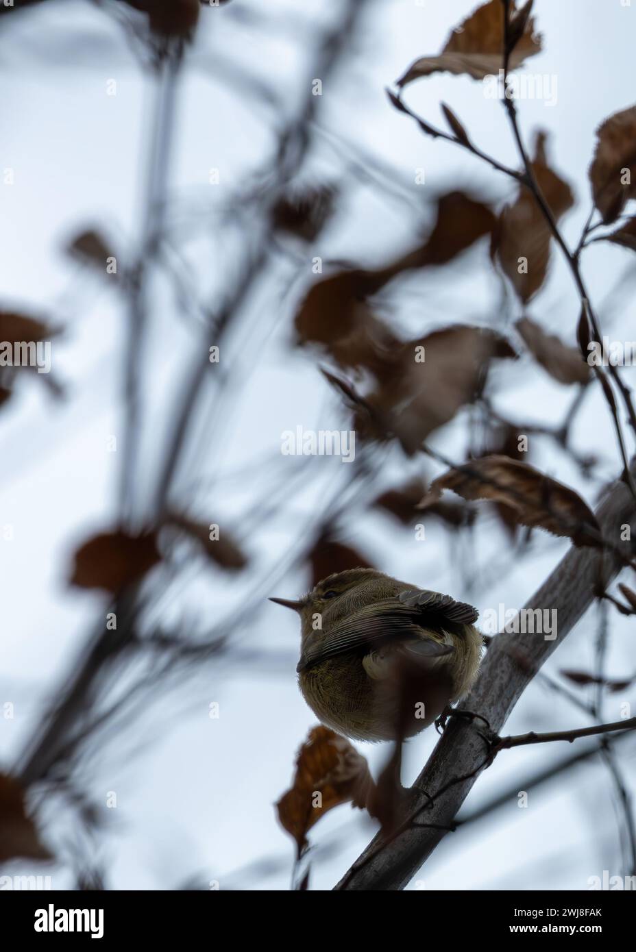 The Common Chiffchaff (Phylloscopus collybita) sighted in El Retiro ...