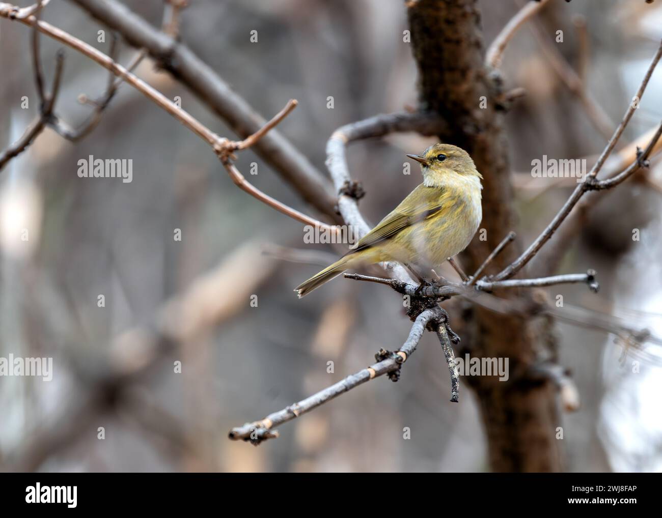 The Common Chiffchaff (Phylloscopus collybita) sighted in El Retiro ...
