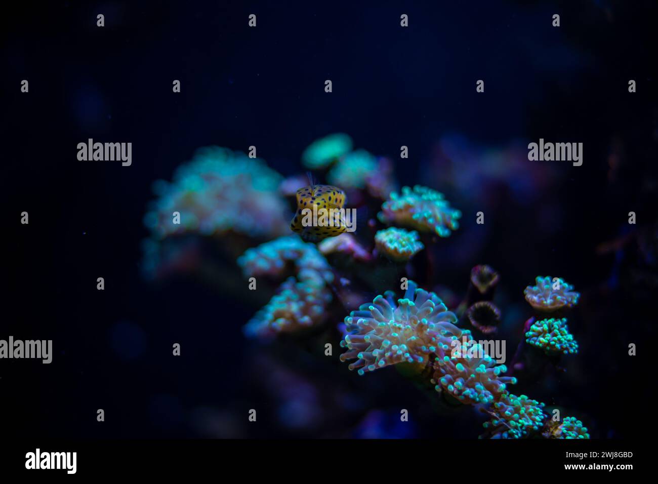 Underwater aquarium photos a colorful coral with green dots on it. A ...