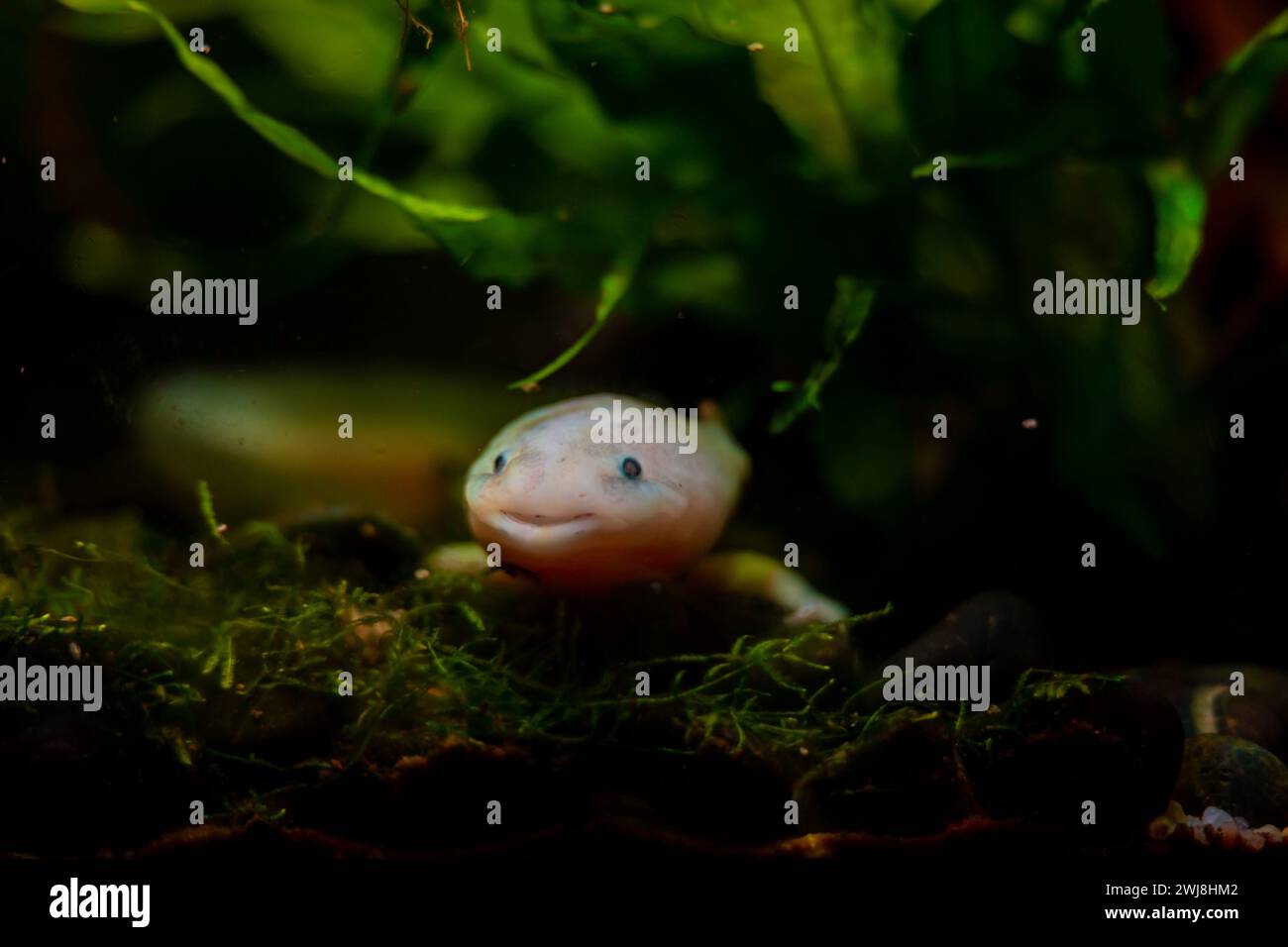 axolotl salamander dig in sand bottom at front glass, funny freshwater ...