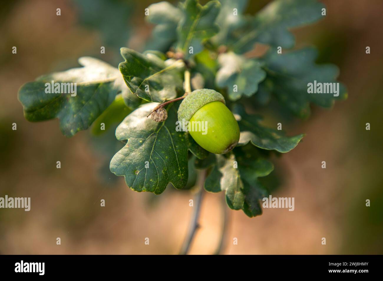 Westruper Heide, Naturpark Hohe Mark Westmünsterland, Eiche, Eichel ...