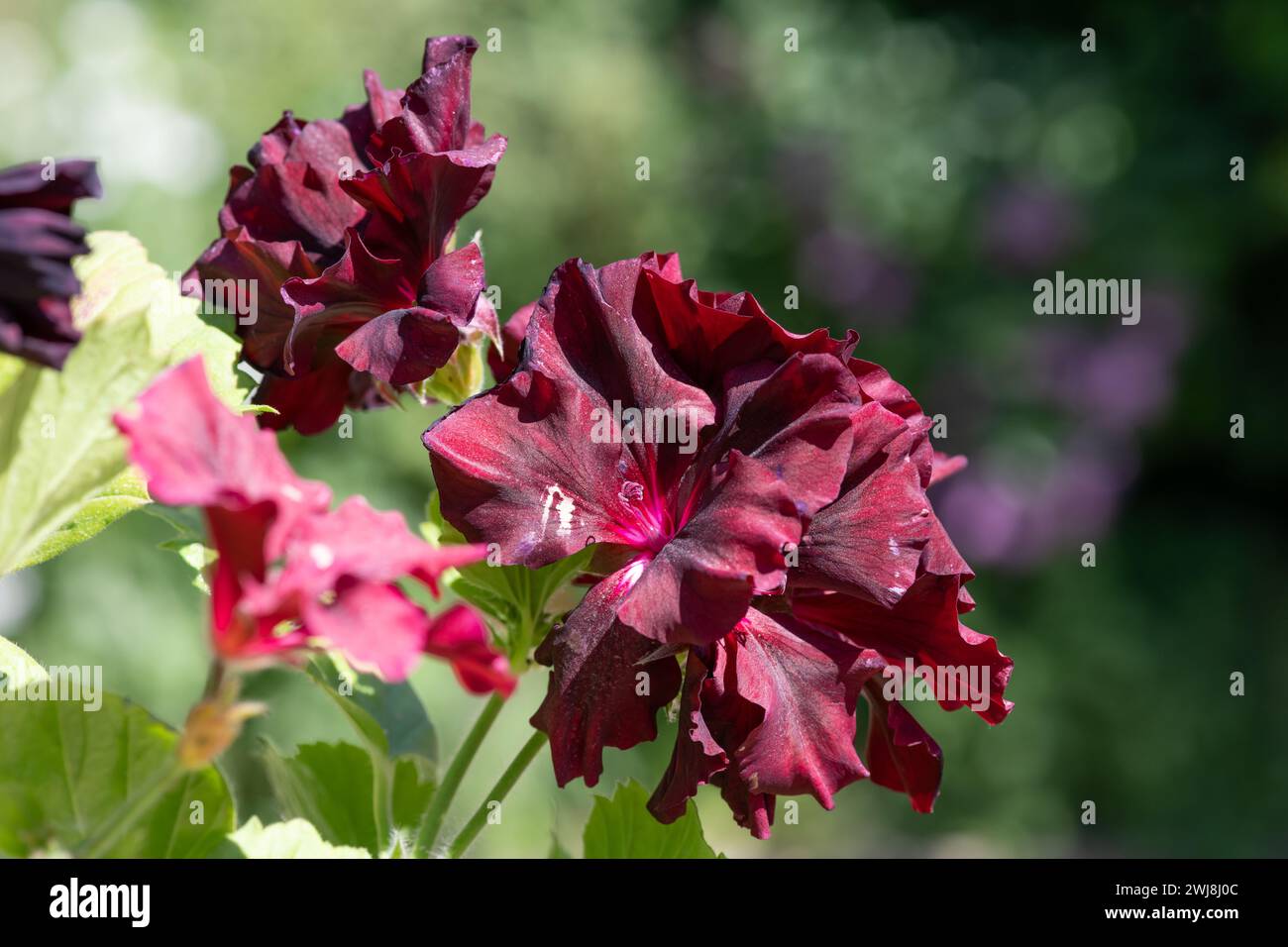 Close up of regal pelargonium (Lord Bute) flowers in bloom Stock Photo ...