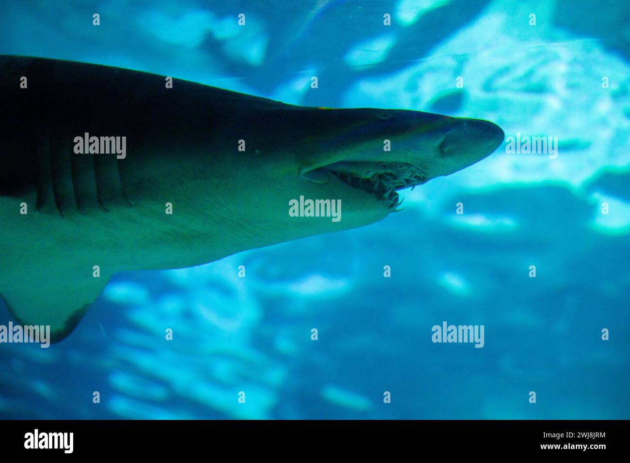 Head focus close up shot of Sandbar Silvertip Sharks swimming ...