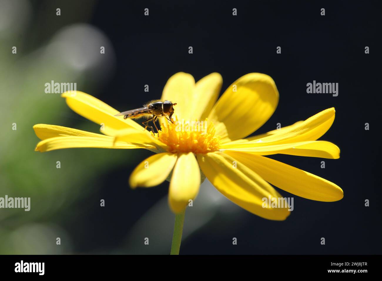 Common Hoverfly (Melangyna viridiceps) feeding on nectar of daisy bush ...