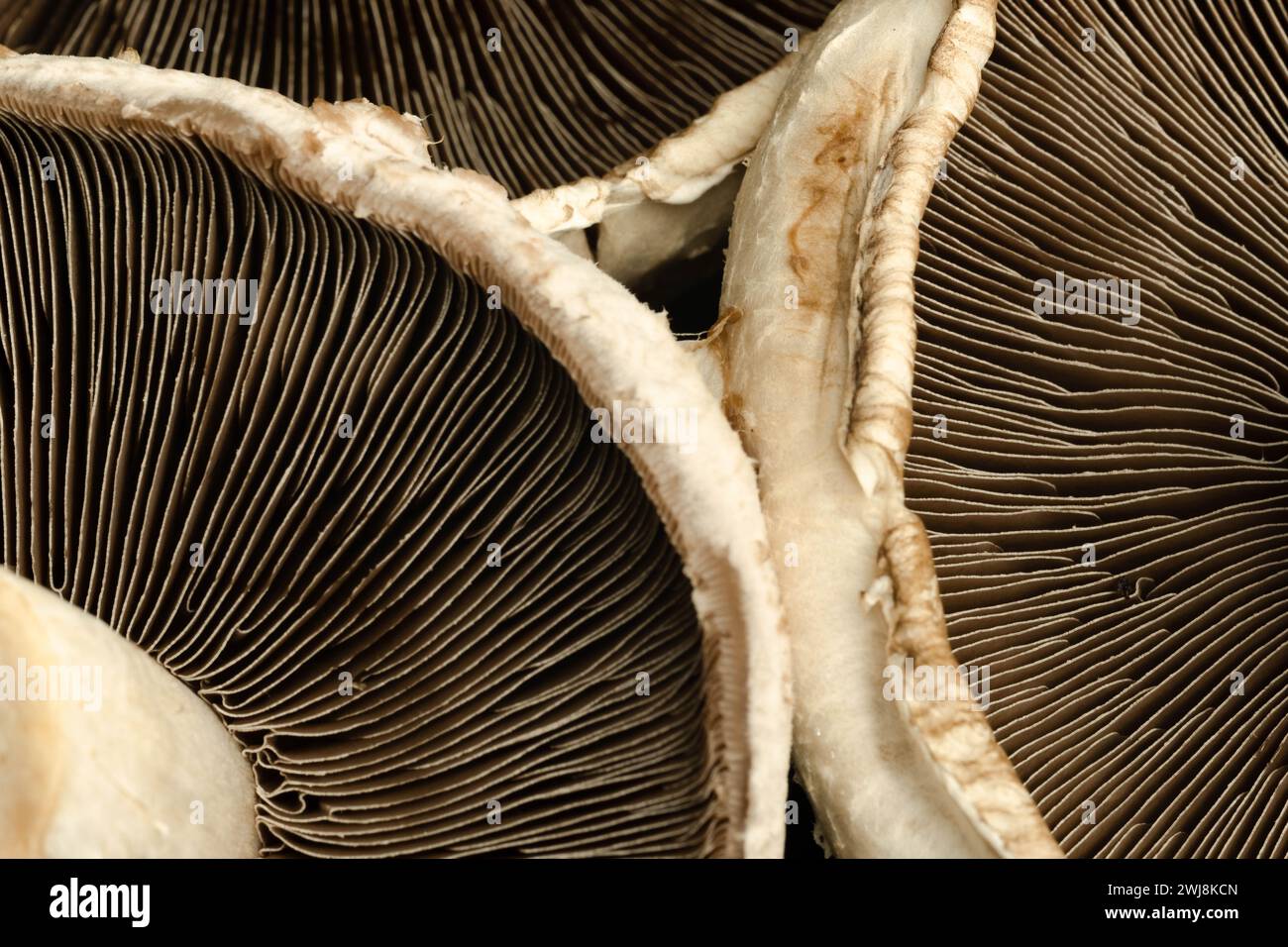 Caps texture hi-res stock photography and images - Alamy