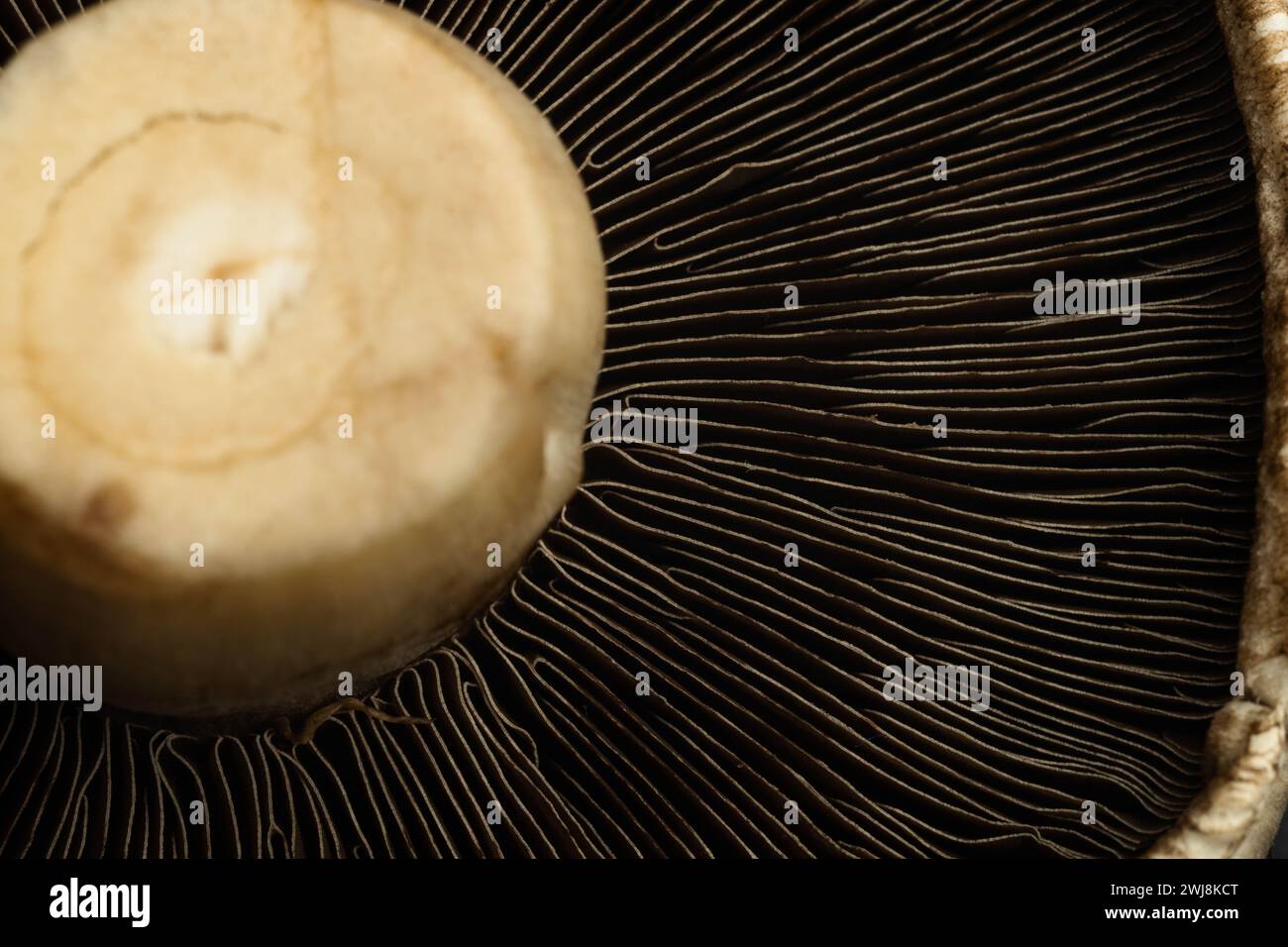 Round Mushroom Gills Stock Photo - Alamy