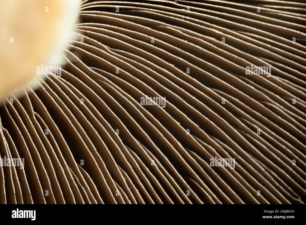 Macroscopic details hi-res stock photography and images - Alamy