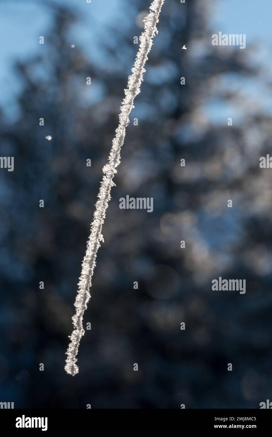 Strand of hoar frost hanging from a Ponderosa pine tree, Iwetemlaykin ...