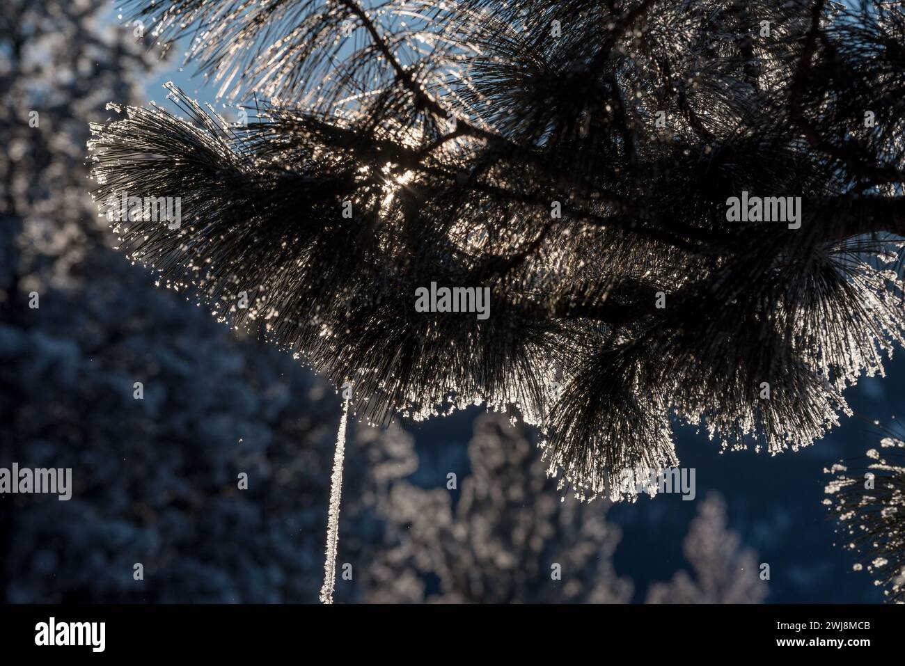 Strand of hoar frost hanging from a Ponderosa pine tree, Iwetemlaykin ...