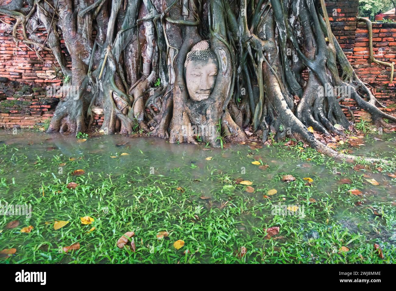 Buddha bodhi tree hi-res stock photography and images - Alamy