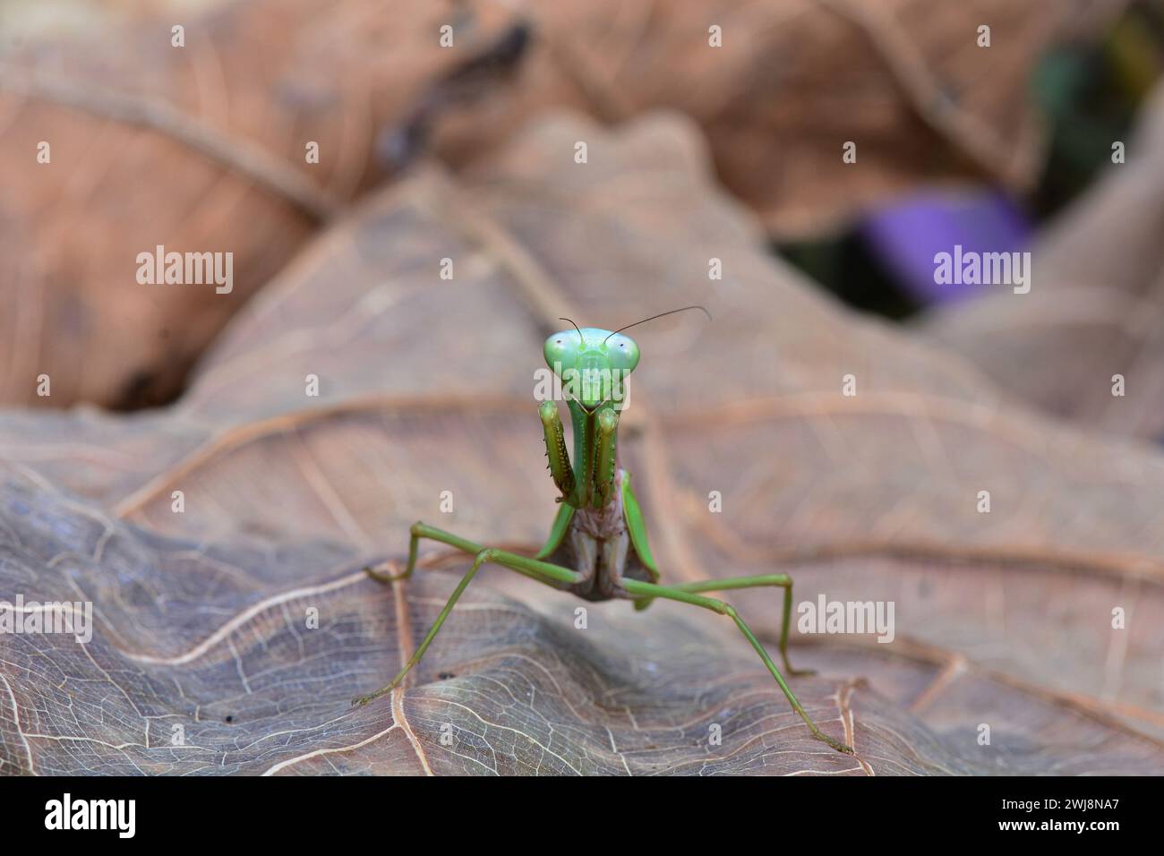 Praying mantis at Butterfly gardens in Victoria BC Stock Photo - Alamy