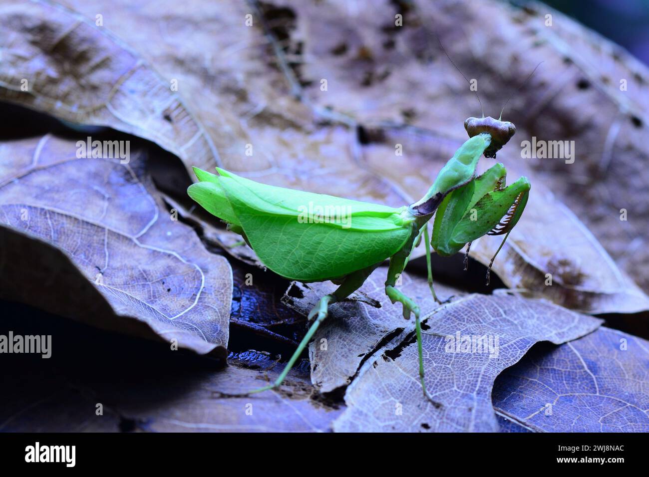 Praying mantis at Butterfly gardens in Victoria BC Stock Photo - Alamy