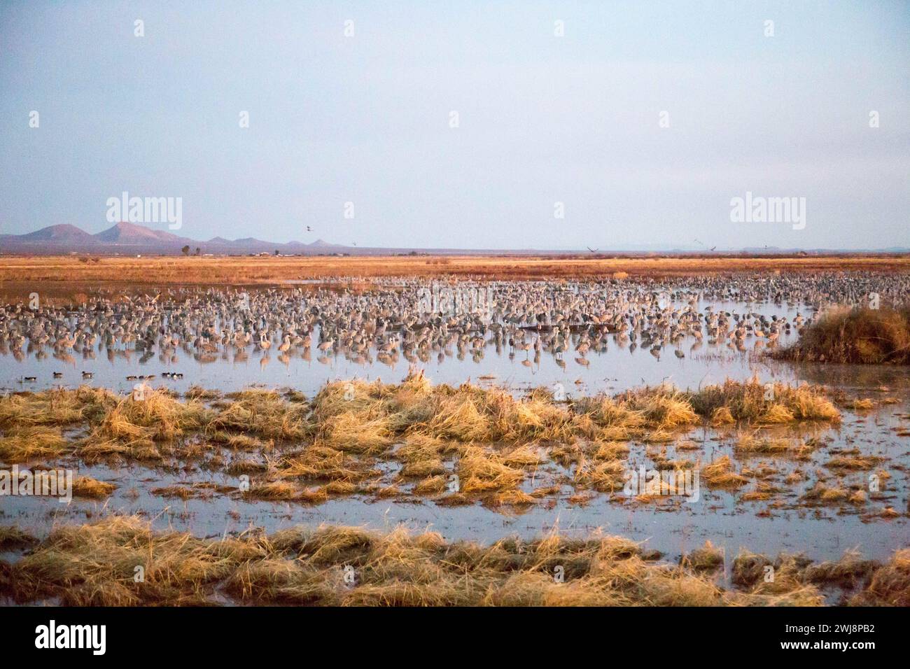 Sandhill Crane Migration at Whitewater Draw Wildlife Area, McNeal ...
