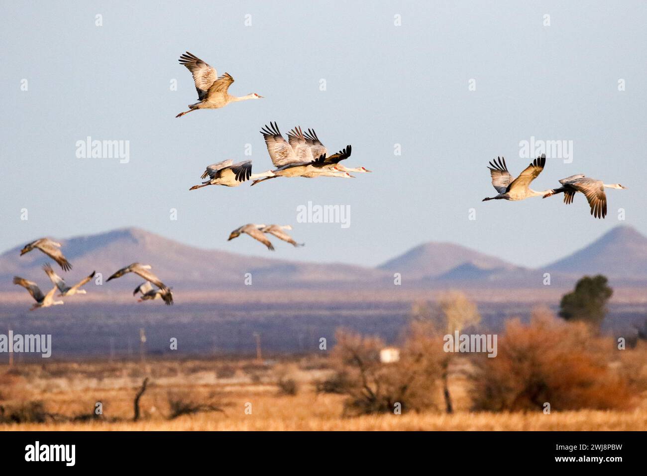 Sandhill Crane Migration at Whitewater Draw Wildlife Area, McNeal ...