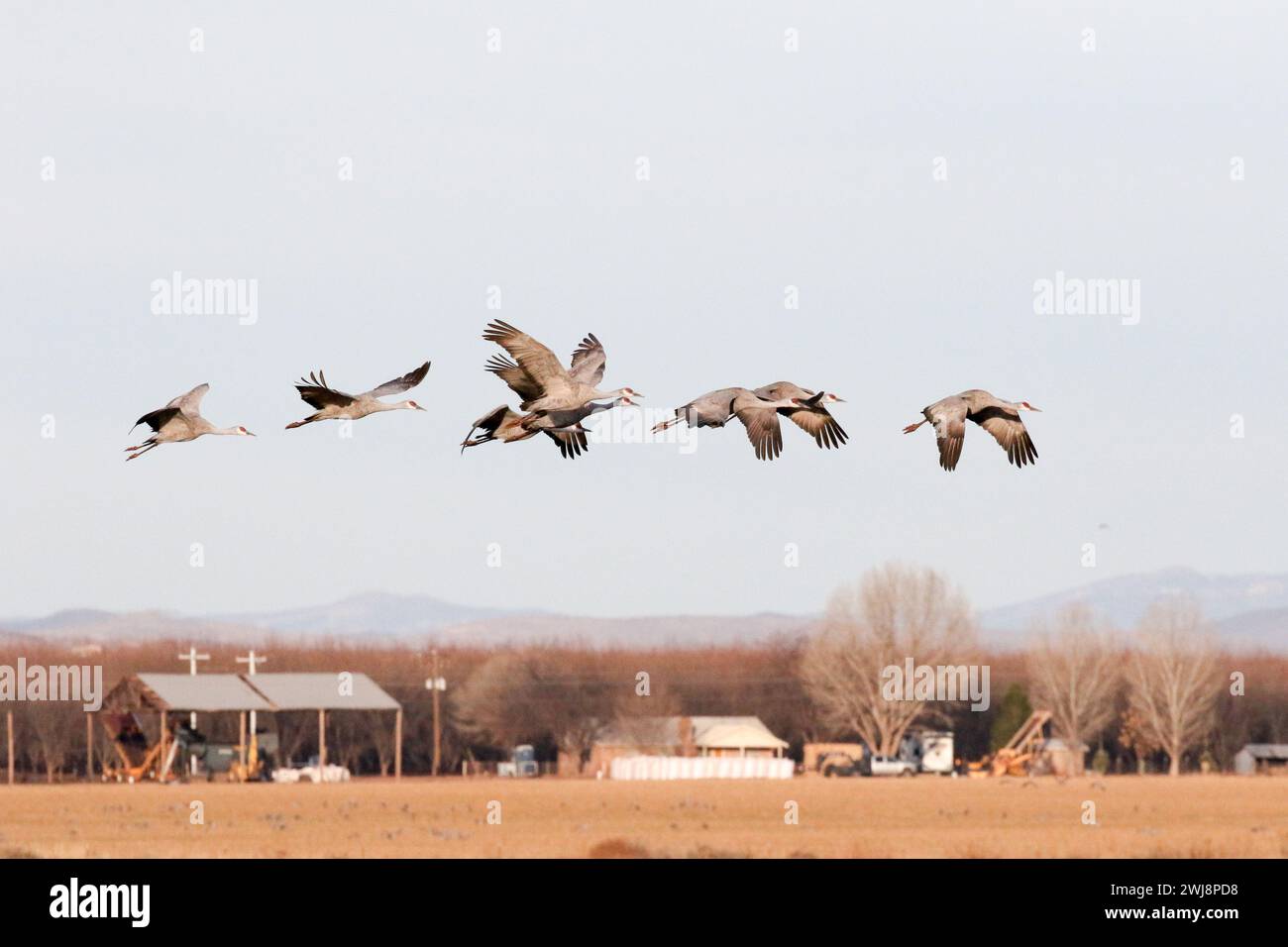 Sandhill Crane Migration at Whitewater Draw Wildlife Area, McNeal ...
