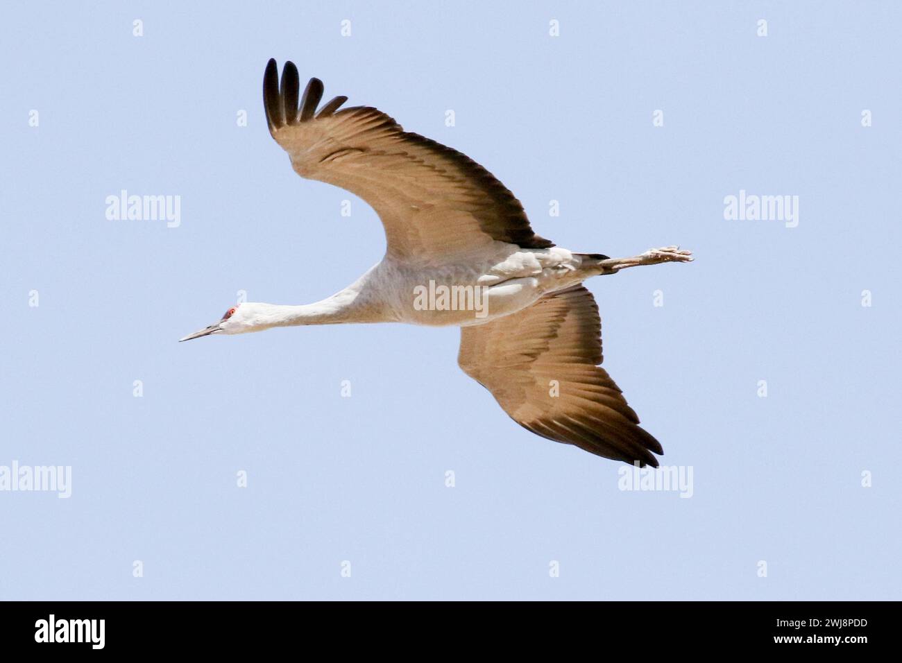 Sandhill Crane Migration at Whitewater Draw Wildlife Area, McNeal ...