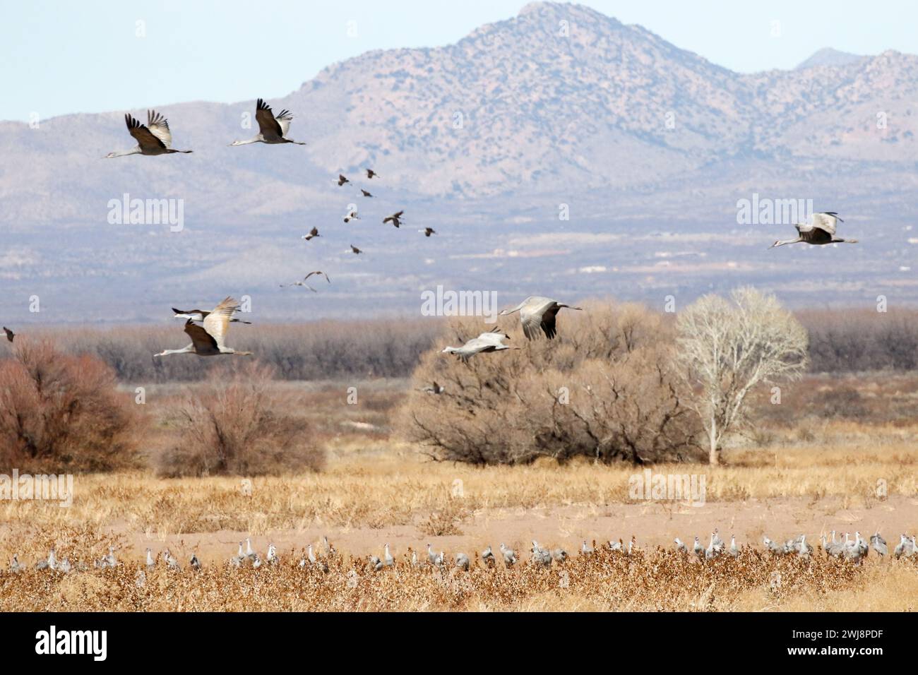 Sandhill Crane Migration at Whitewater Draw Wildlife Area, McNeal ...