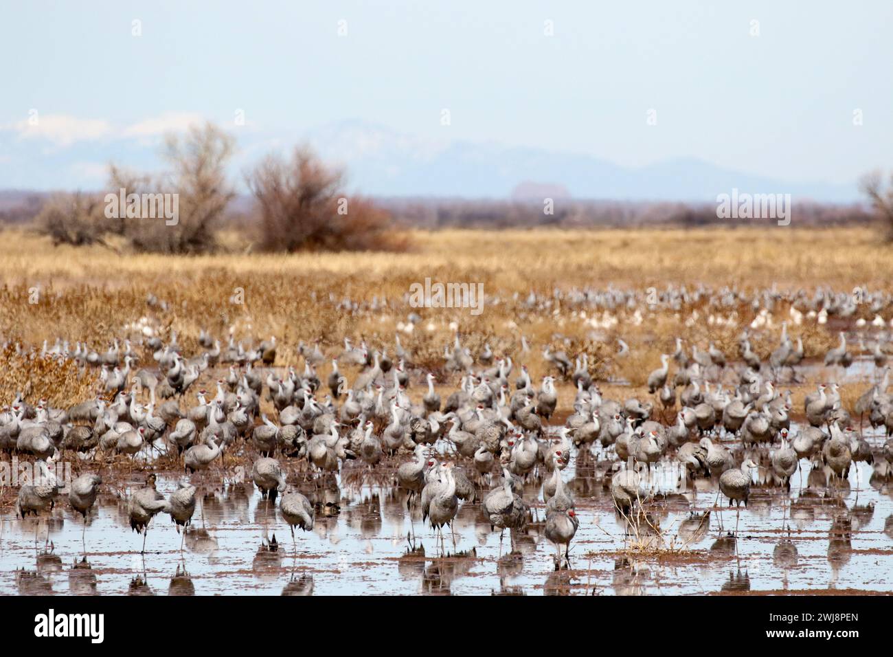 Sandhill Crane Migration at Whitewater Draw Wildlife Area, McNeal ...
