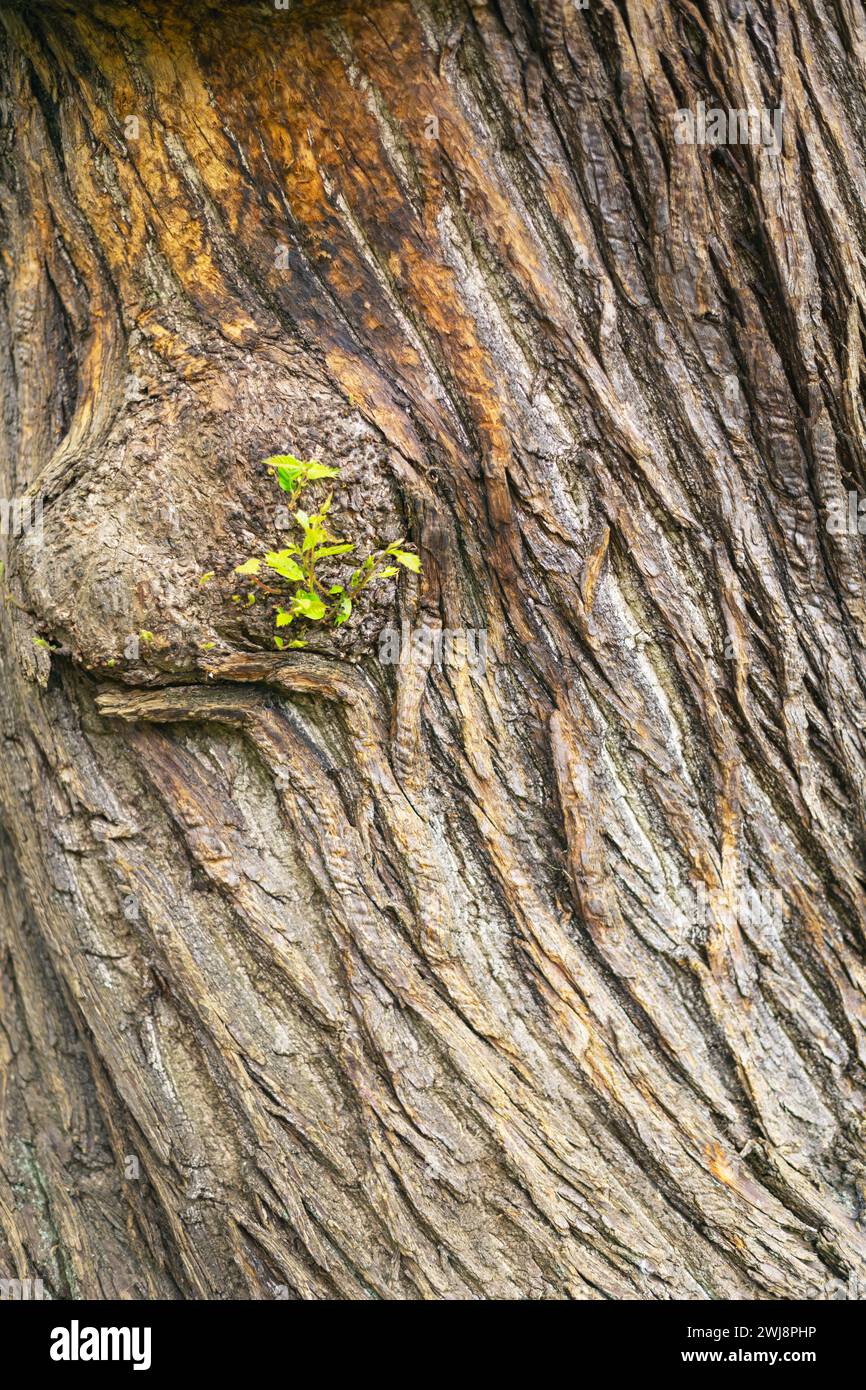 Chestnut tree bark, close up, can be used as background Stock Photo - Alamy