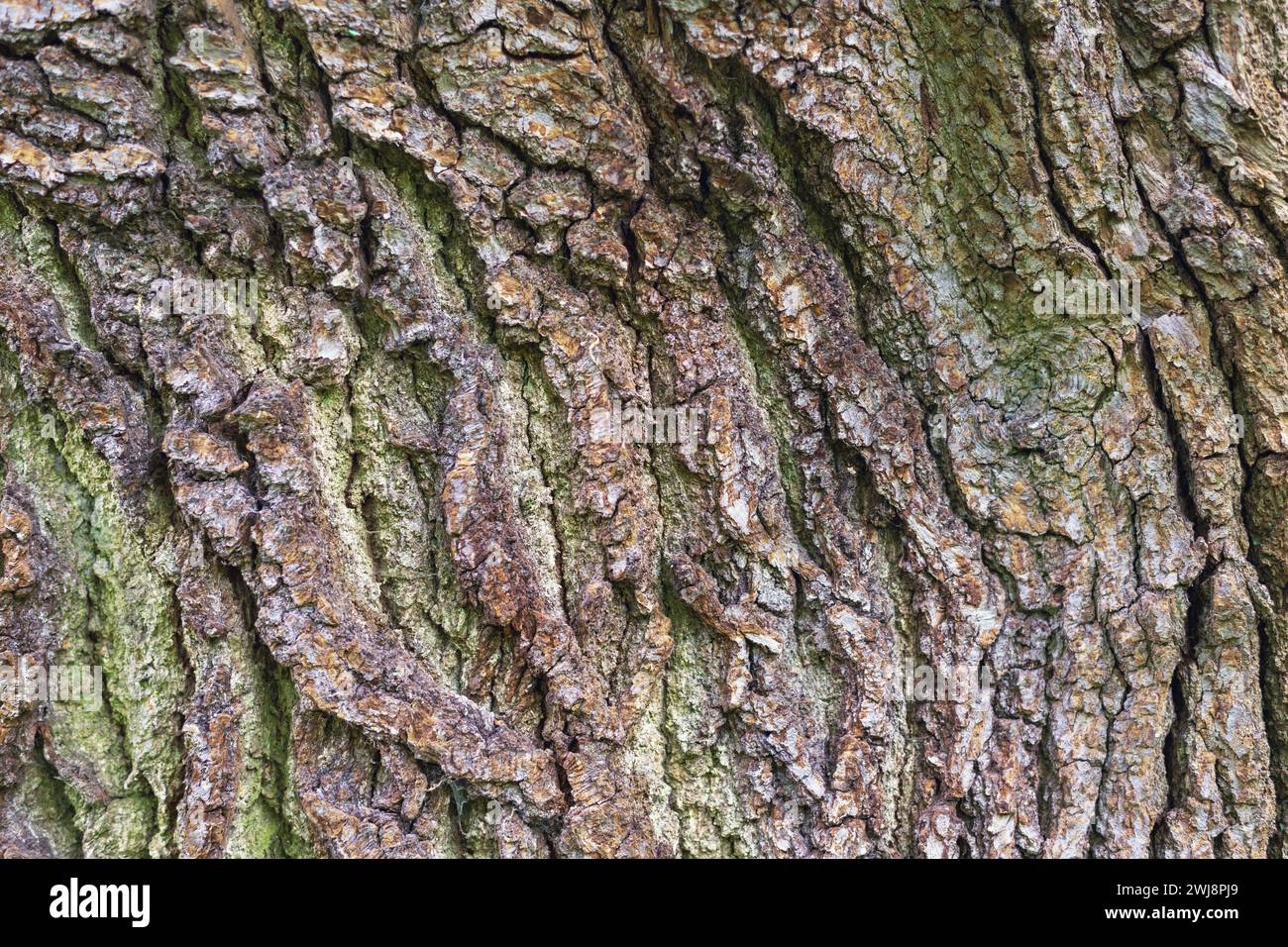 Oak tree bark, close up, can be used as background Stock Photo - Alamy