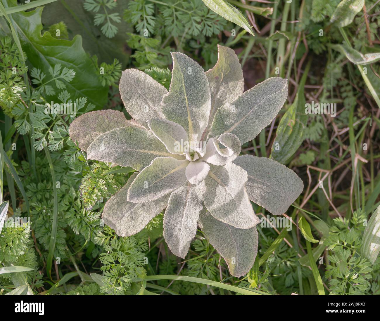 Scrofula plant hi-res stock photography and images - Alamy