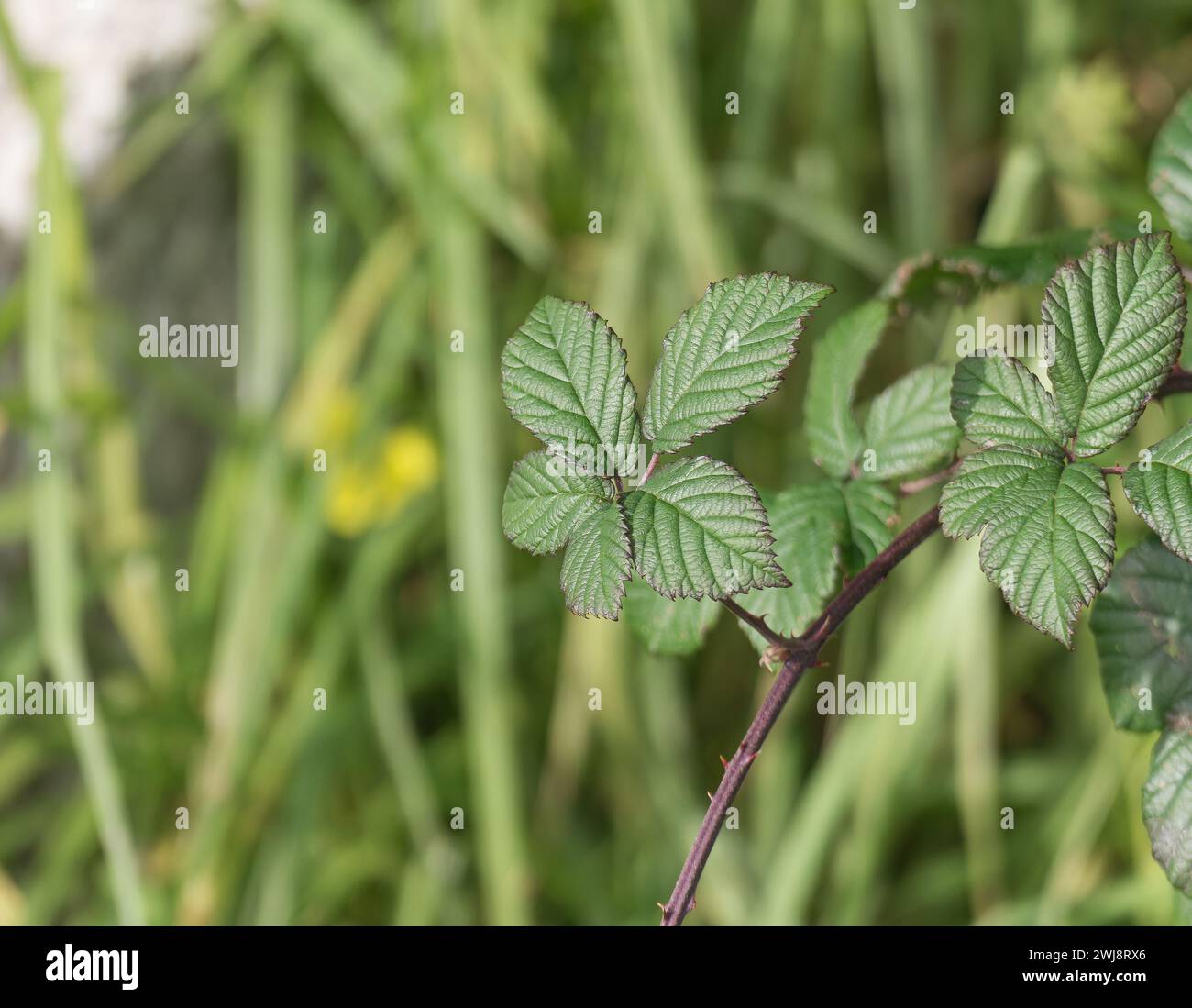 Blackberry leaves (close up) hi-res stock photography and images - Alamy