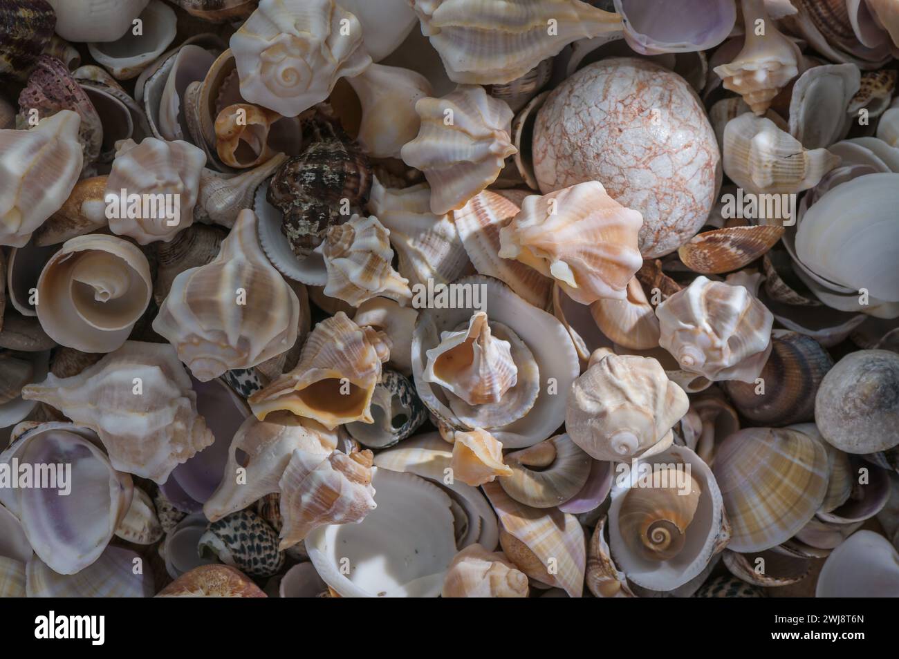 Mediterranean shells collected on the beach in Cyprus 4 Stock Photo - Alamy