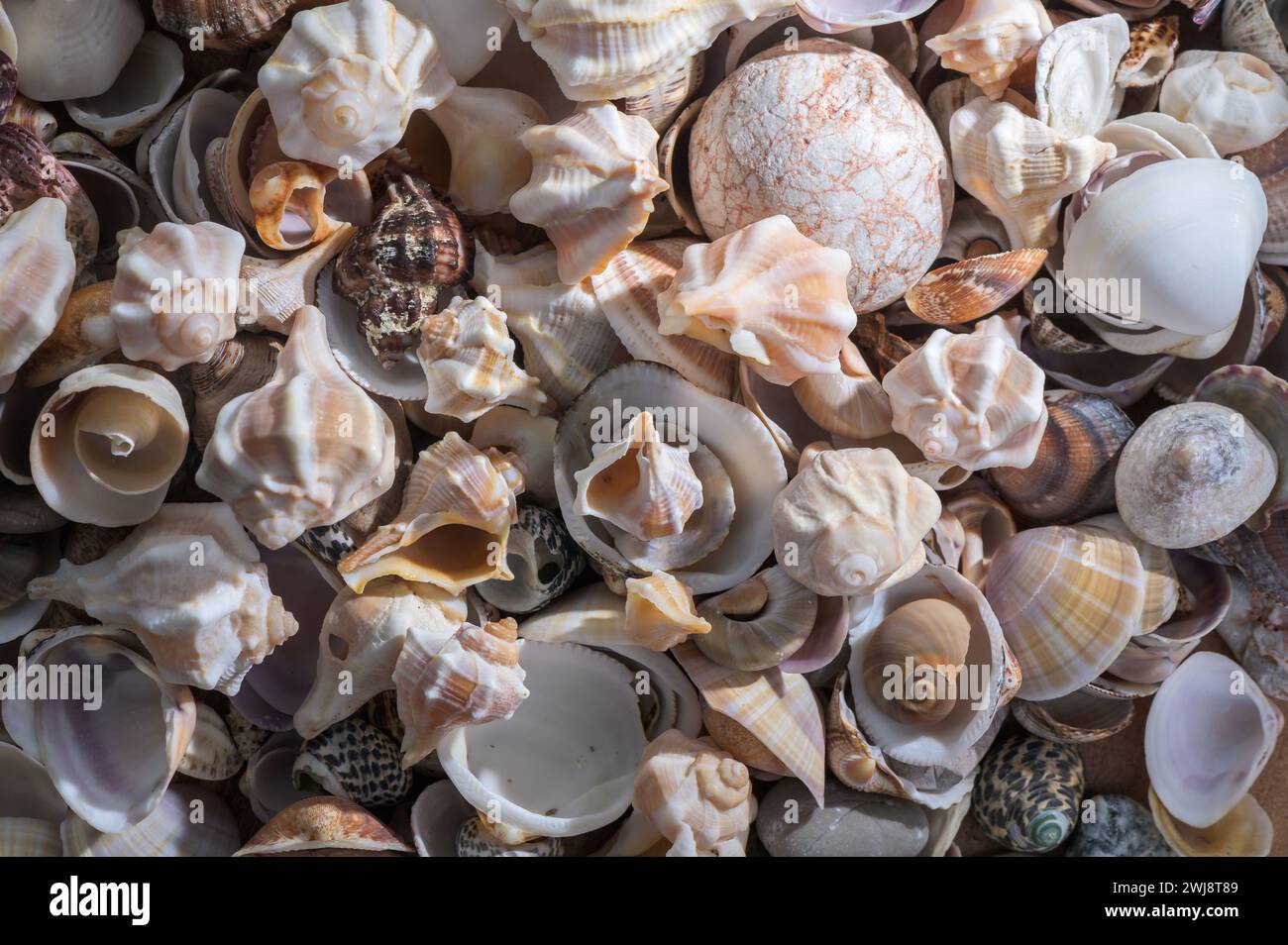 Fossil shells in desert hi-res stock photography and images - Alamy